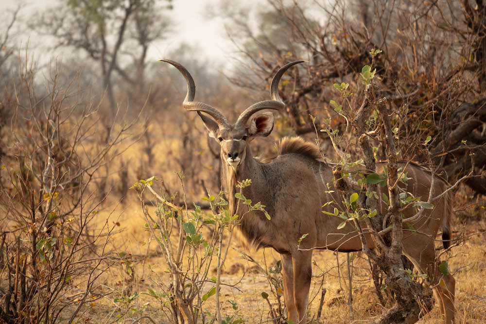 Itinerary: Two Week African Adventure - South Africa, Botswana, Zambia ...